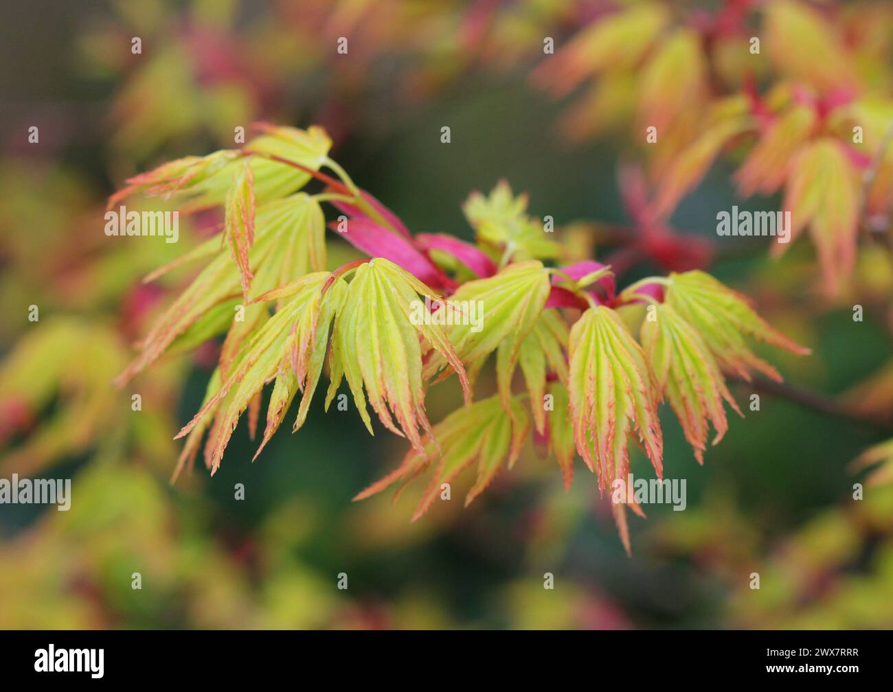 The early Spring leaves of the Acer, Japanese Maple tree Stock Photo ...