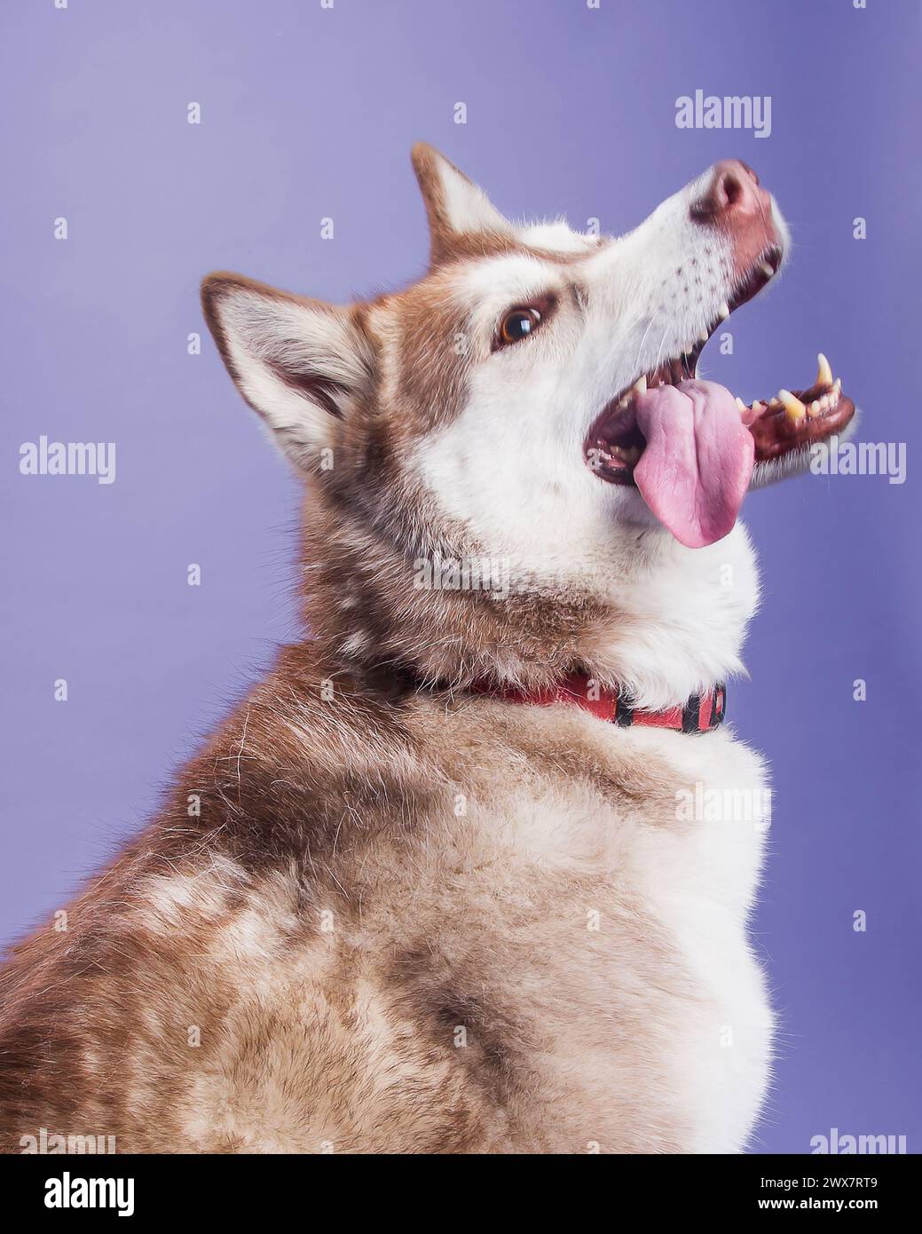 An amber brown Siberian Husky female with bright brown eyes and her ...