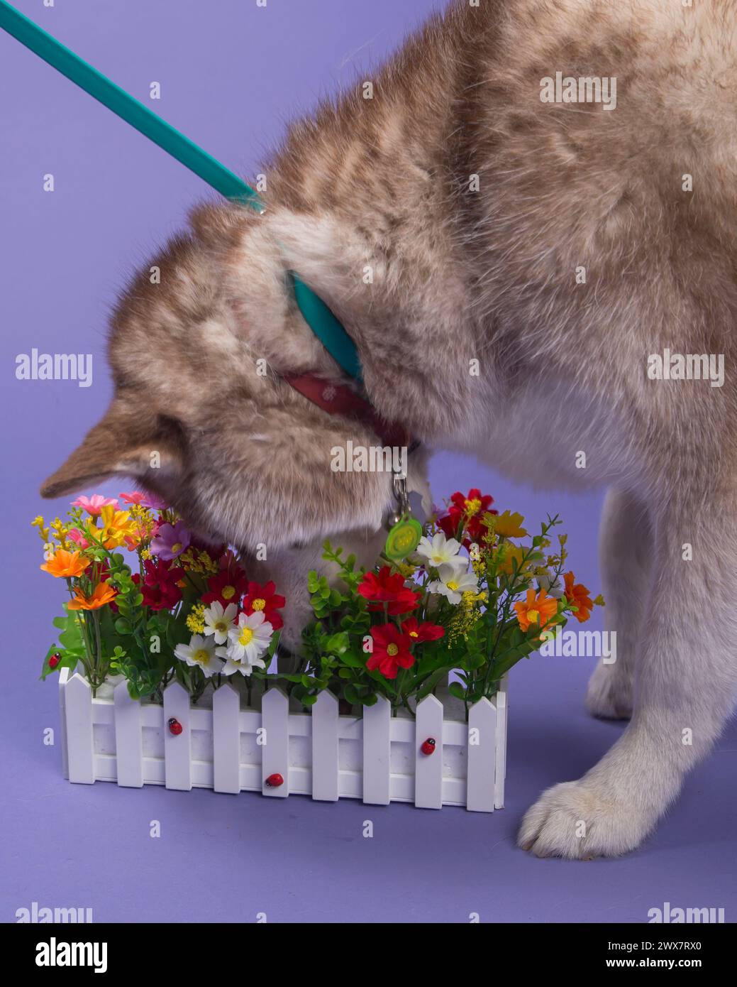 An amber brown Siberian Husky female with bright brown eyes on a ...