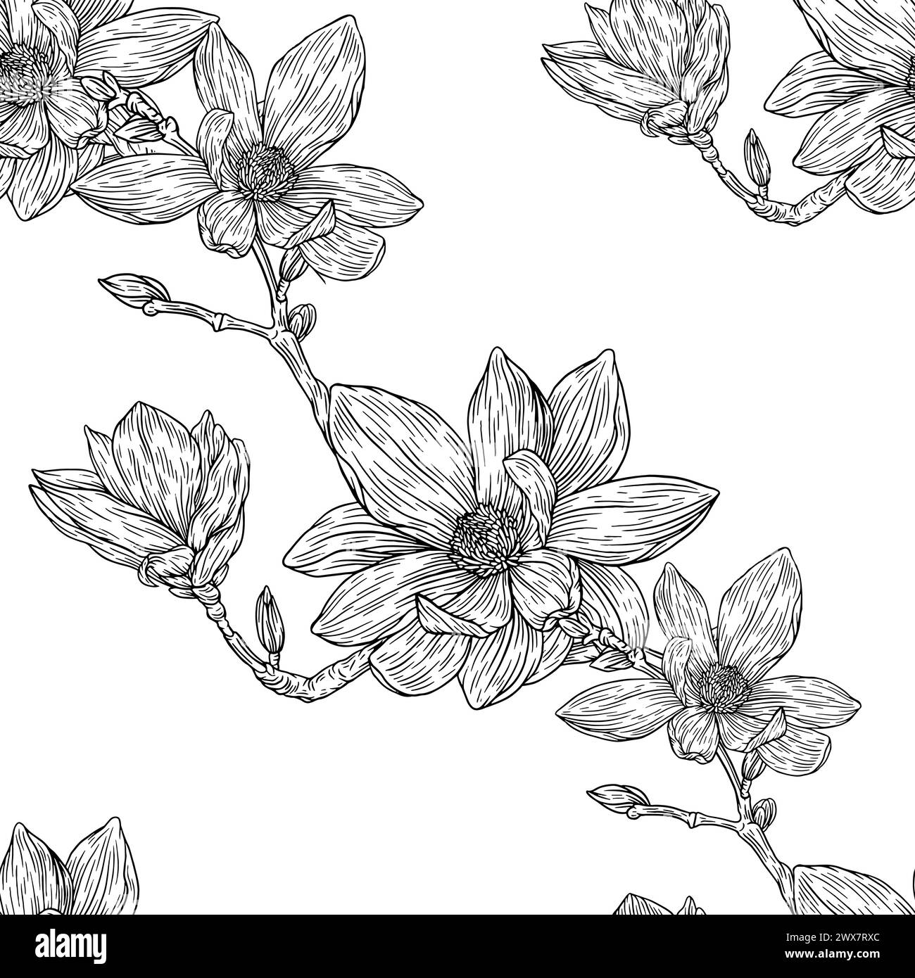Flowers Seamless Pattern . Line Magnolia Illustrations. Vintage ...