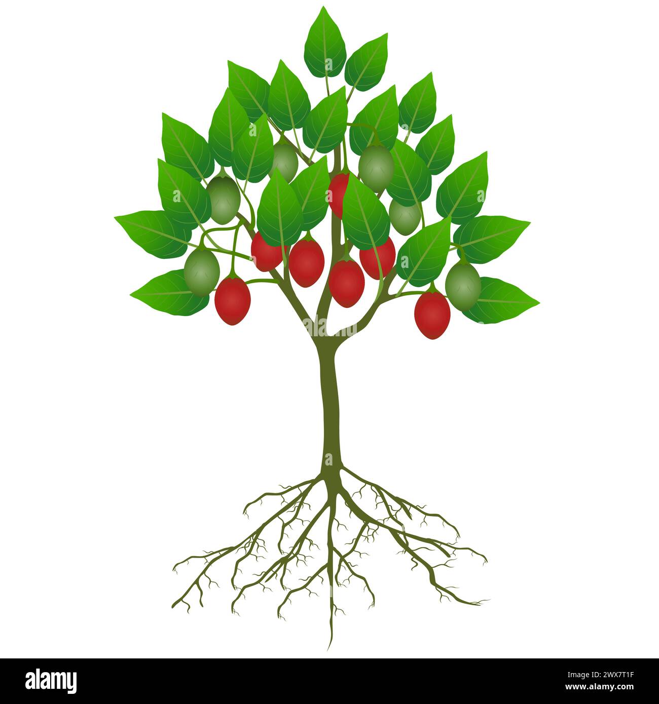 Tree with roots and fruit Stock Vector Images - Alamy