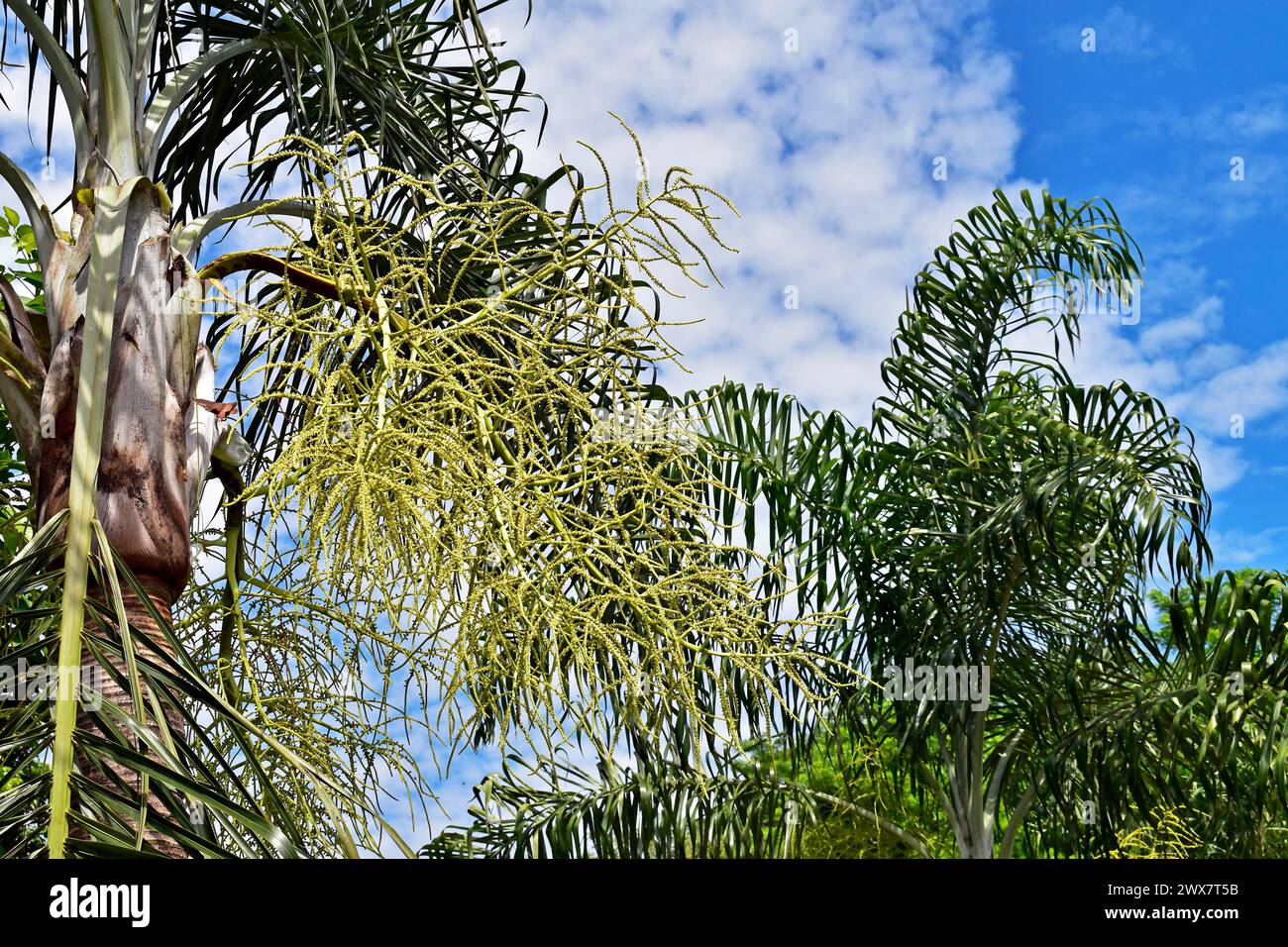 Palm tree buds and flowers on public square Stock Photo - Alamy