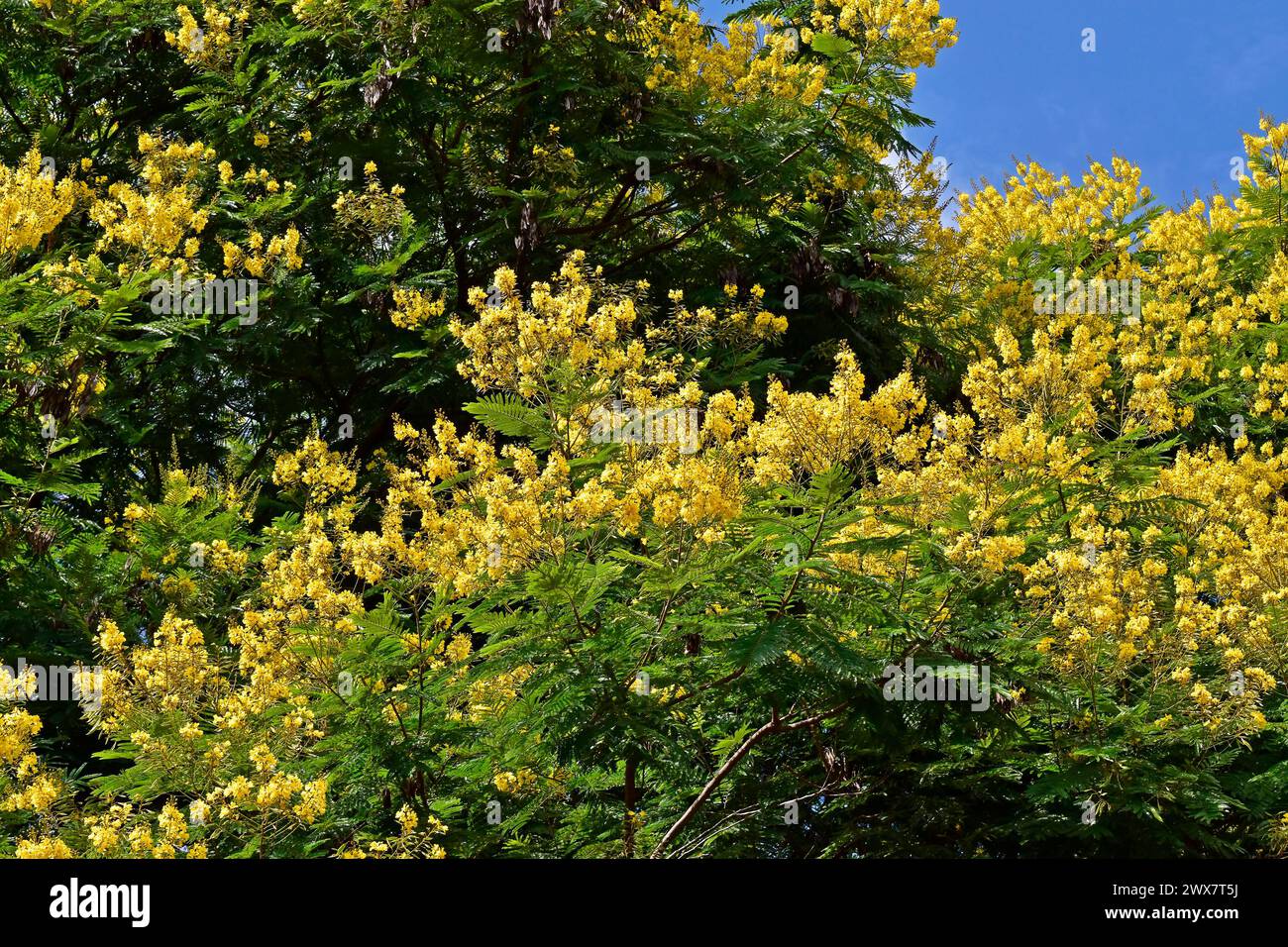 Blossom beautiful peltophorum dubium tree hi-res stock photography and ...