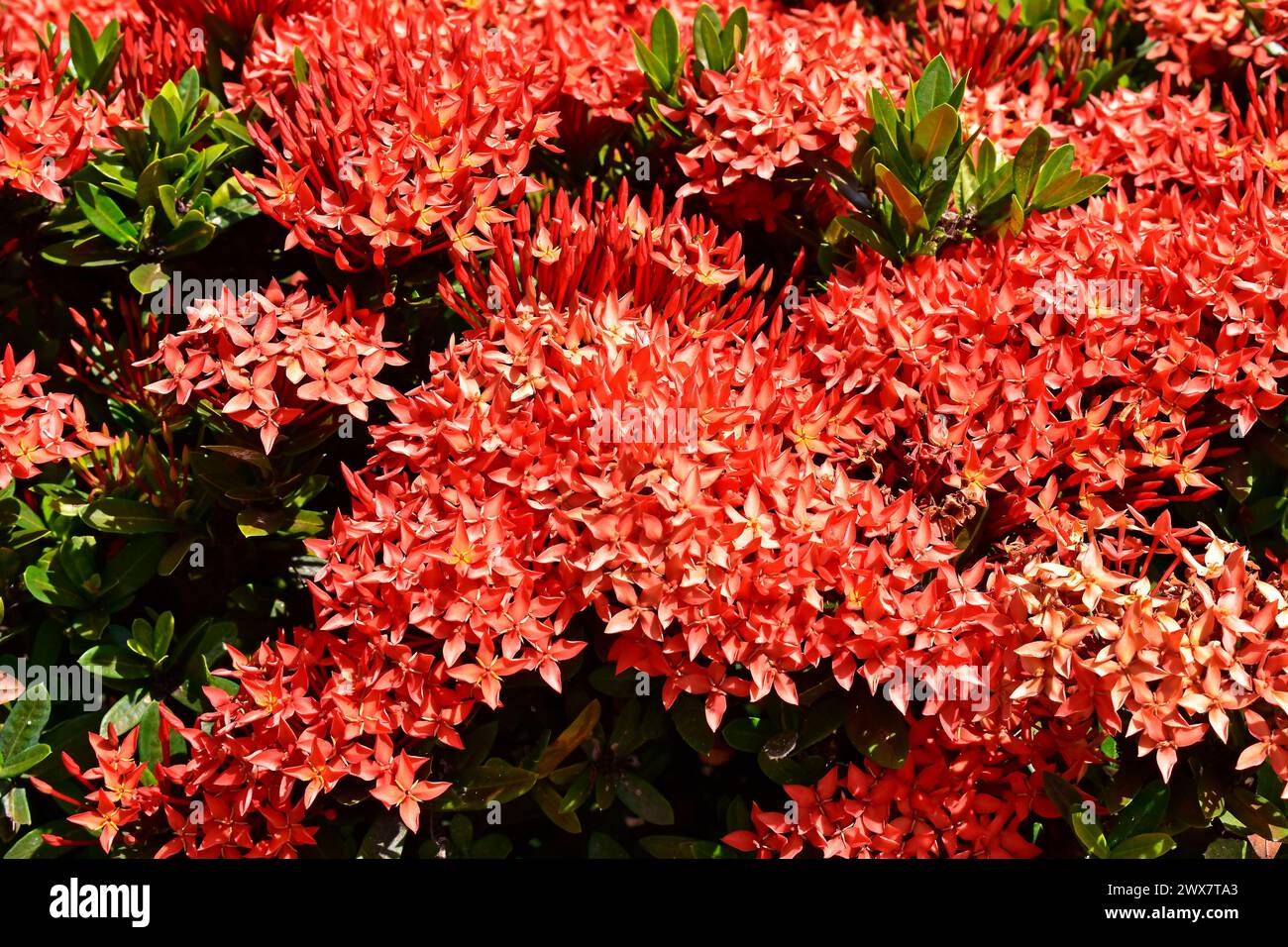 Jungle geranium or flame of the woods (Ixora coccinea) on tropical ...