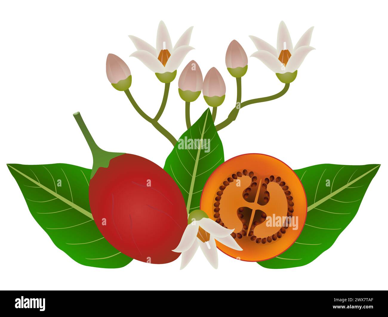 Whole tamarillo and half with flowers and leaves on a white background ...