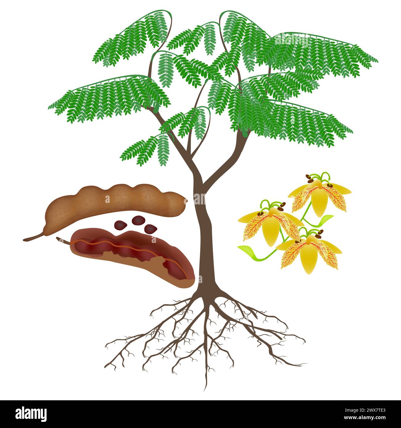 Tamarind tree with fruits and flowers on a white background Stock ...