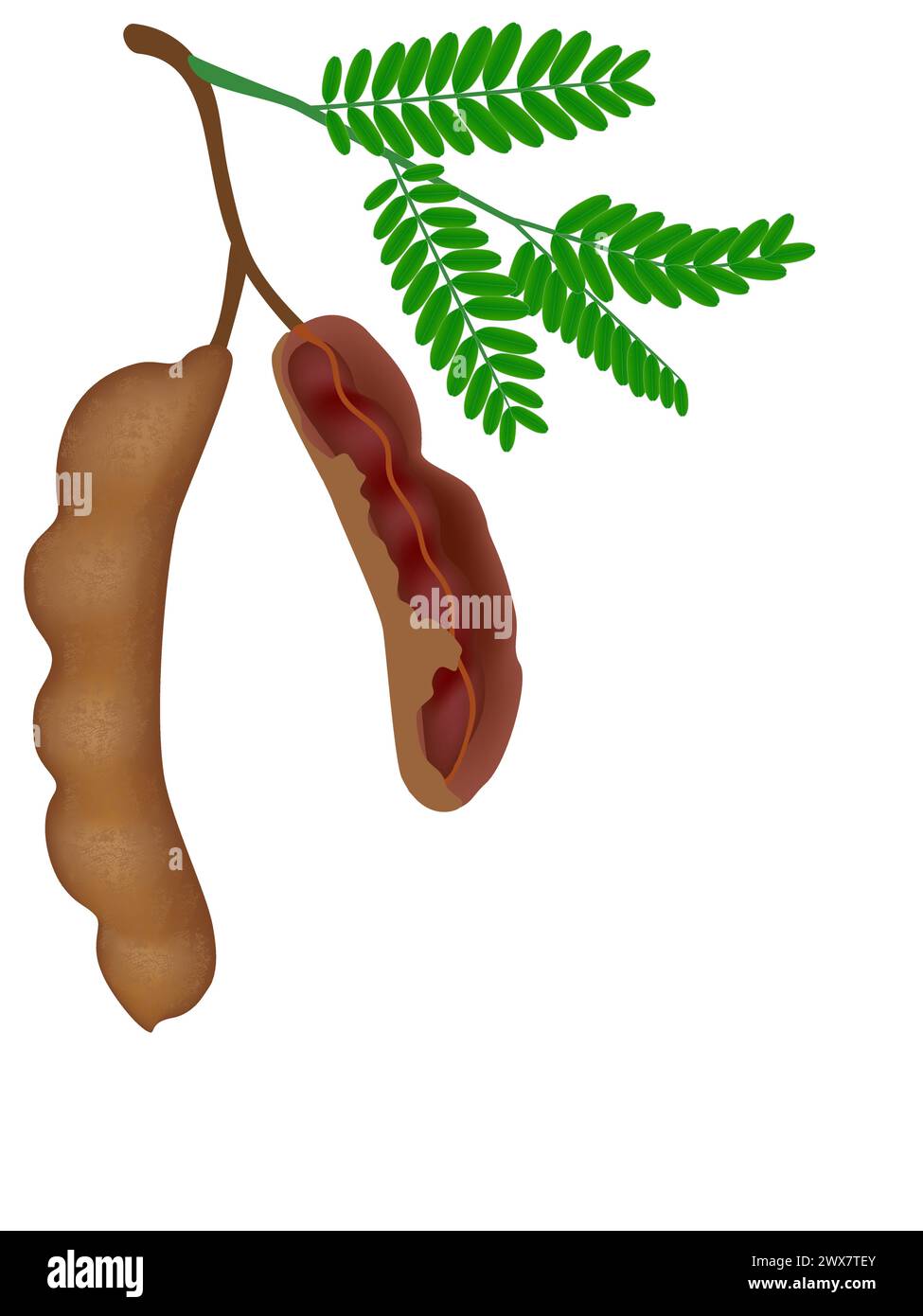 Tamarind tree drawing Stock Vector Images - Alamy