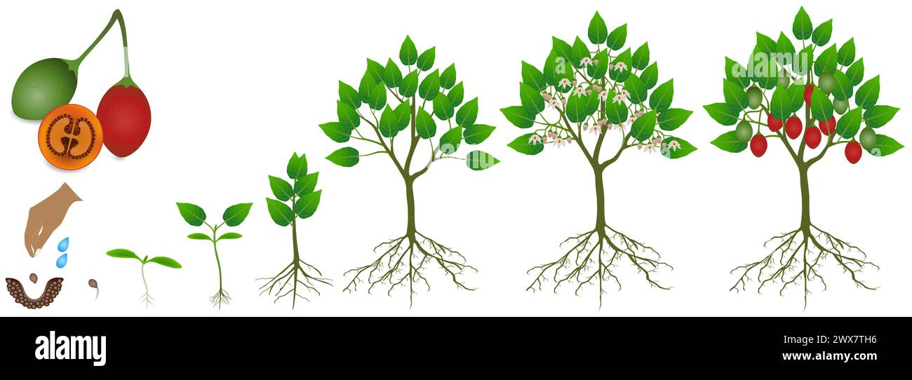 Cycle of growth of tamarillo plant on a white background Stock Vector ...