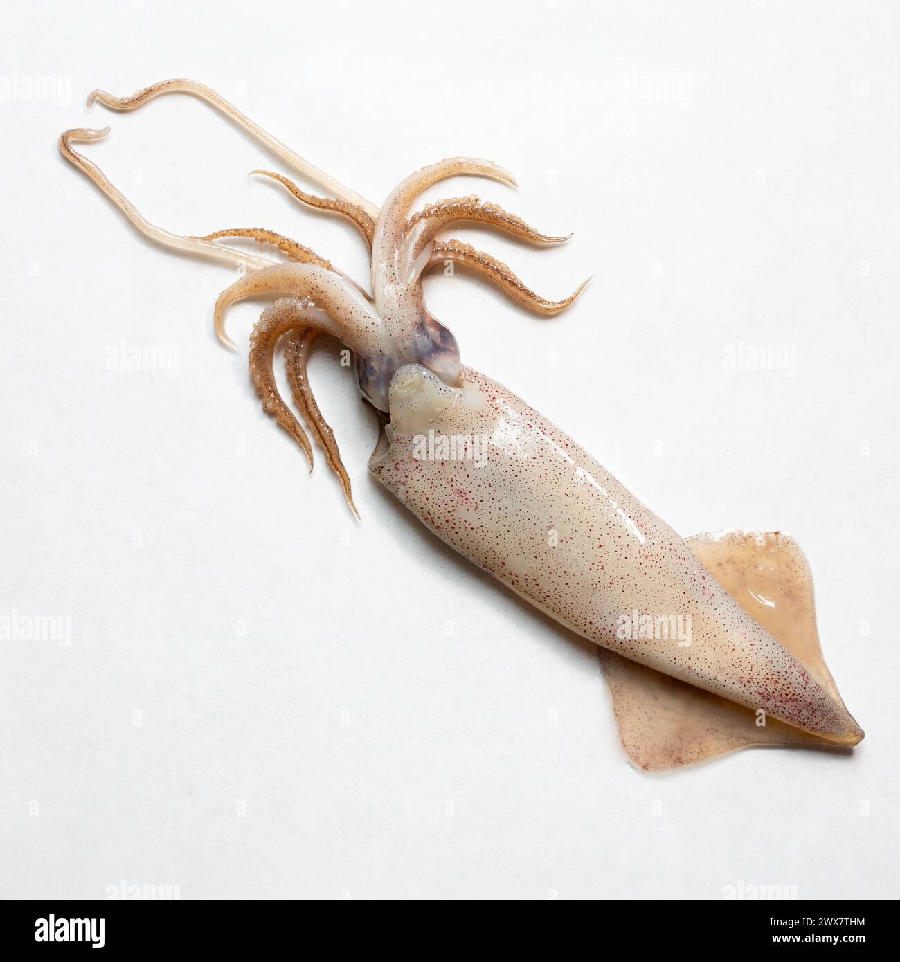 Preparing for a dissection of a Californian calamari squid in the UK ...