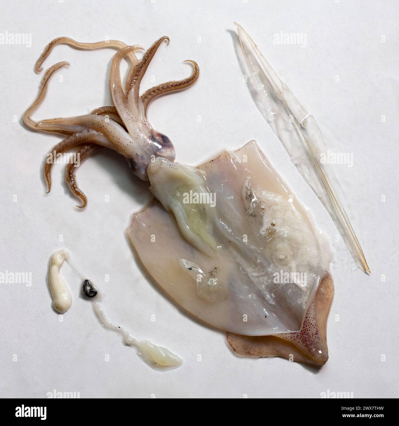 Preparing for a dissection of a Californian calamari squid in the UK ...