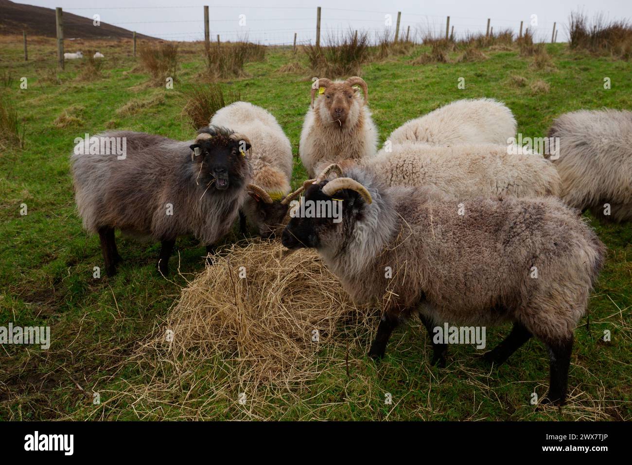 Boreray ewes feeding on hay, Orkney Isles Stock Photo - Alamy