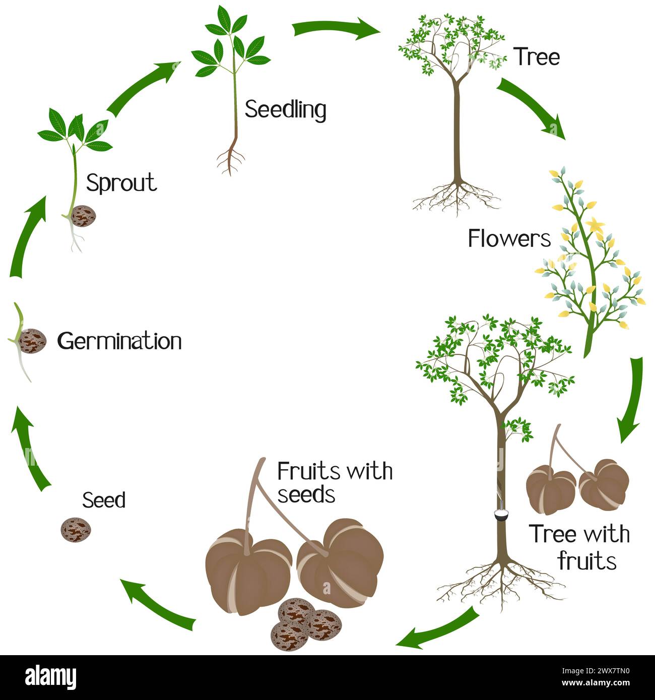 A growth cycle of rubber tree Hevea brasiliensis plant on a white ...