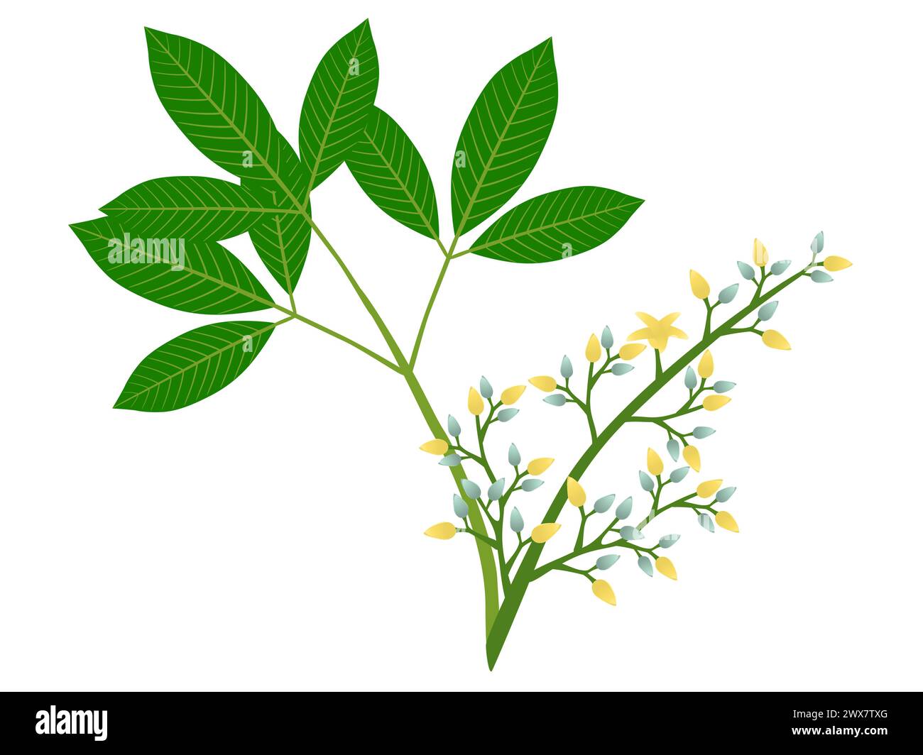Hevea brasiliensis illustration Stock Vector Images - Alamy