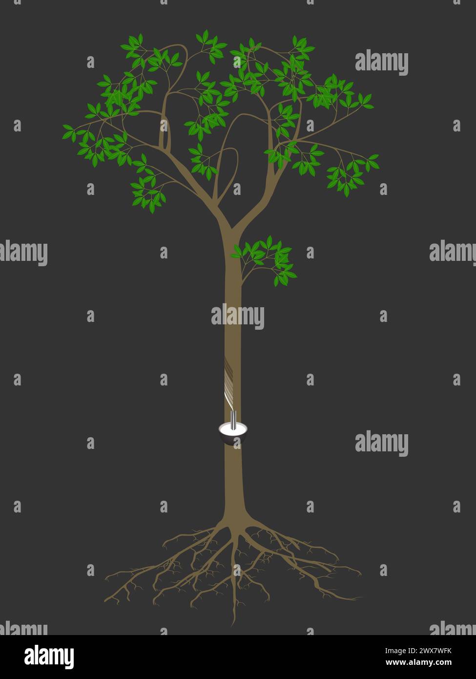 Natural rubber tree Hevea brasiliensis, milky latex extracted Stock ...