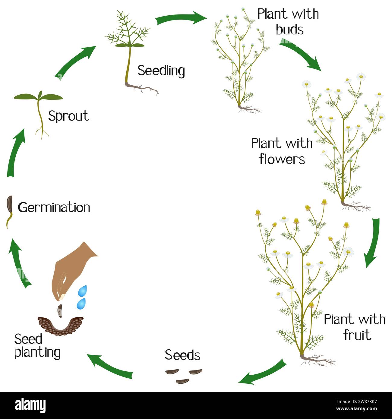 A growth cycle of medicinal chamomile plant on a white background Stock ...