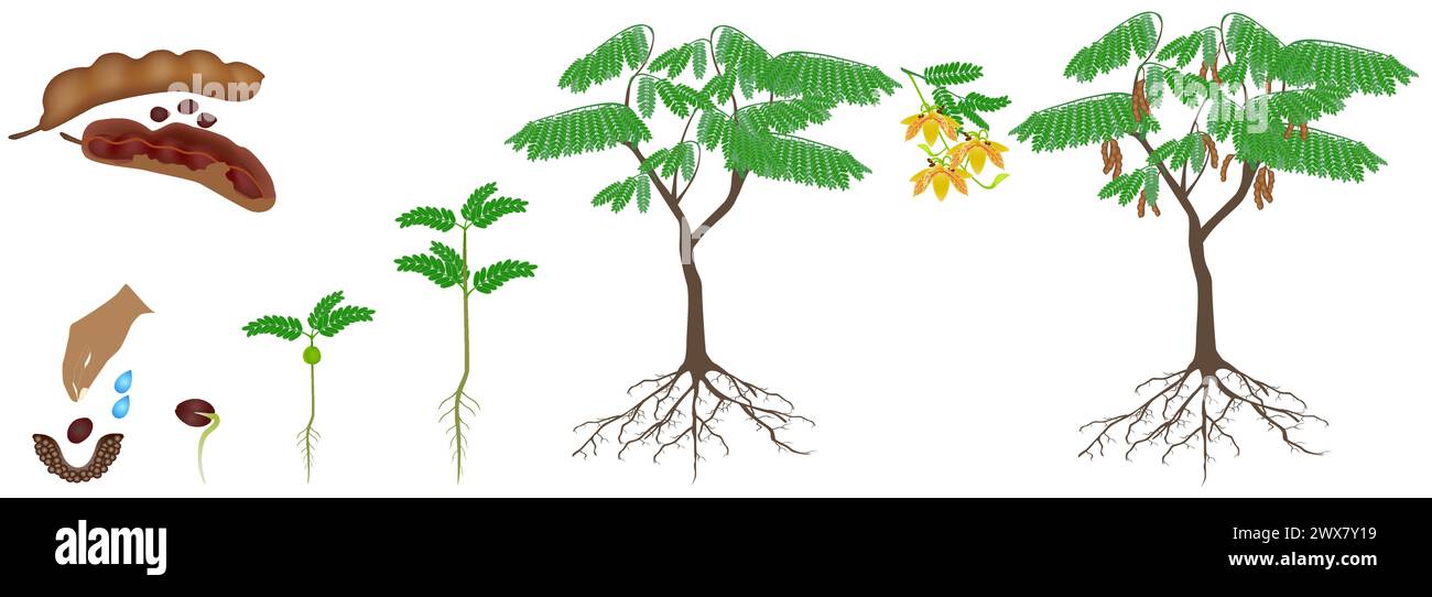 Cycle of growth of tamarind plant on a white background Stock Vector ...