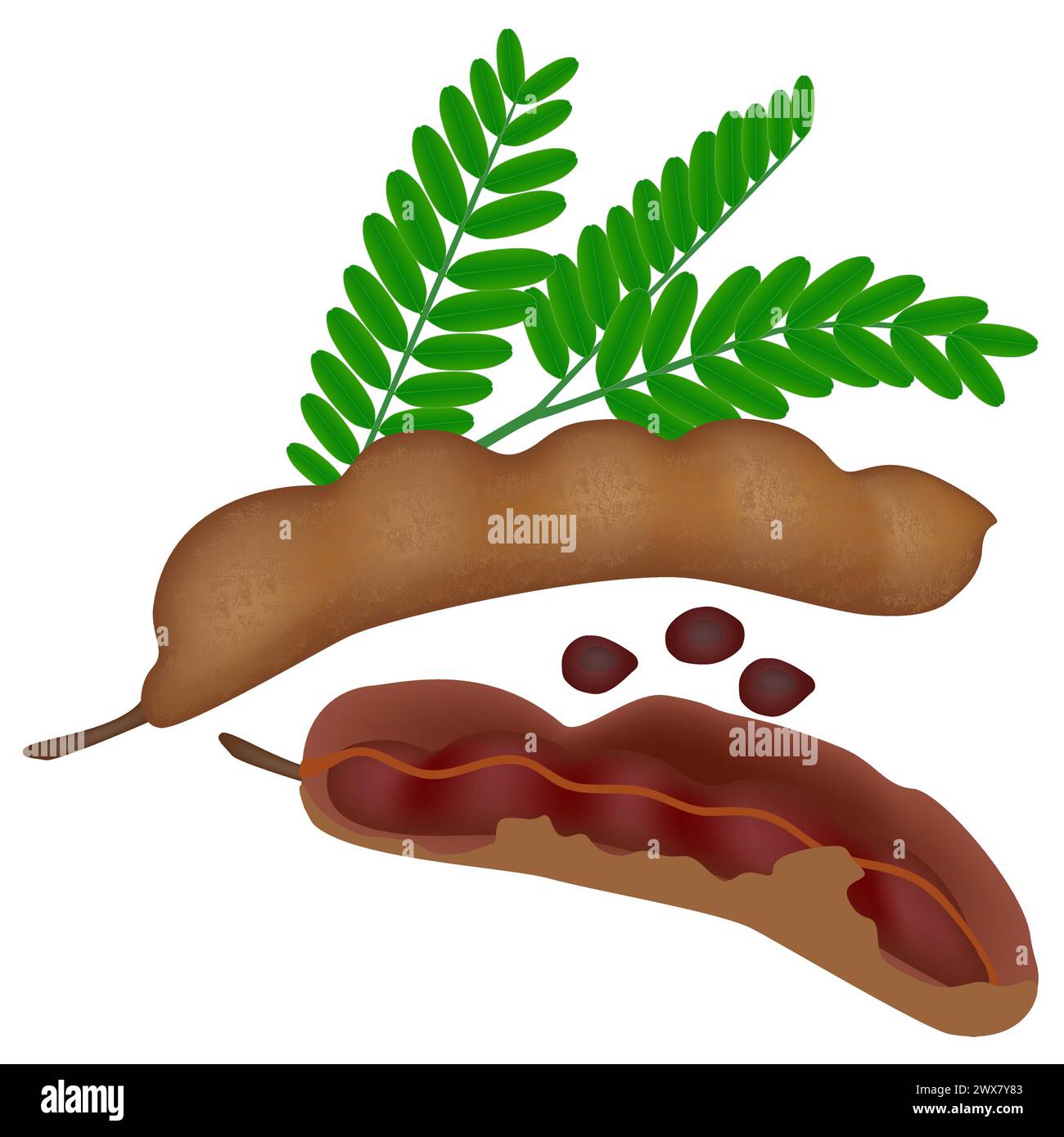 Fresh tamarind fruits and leaves isolated on white Stock Vector Image ...