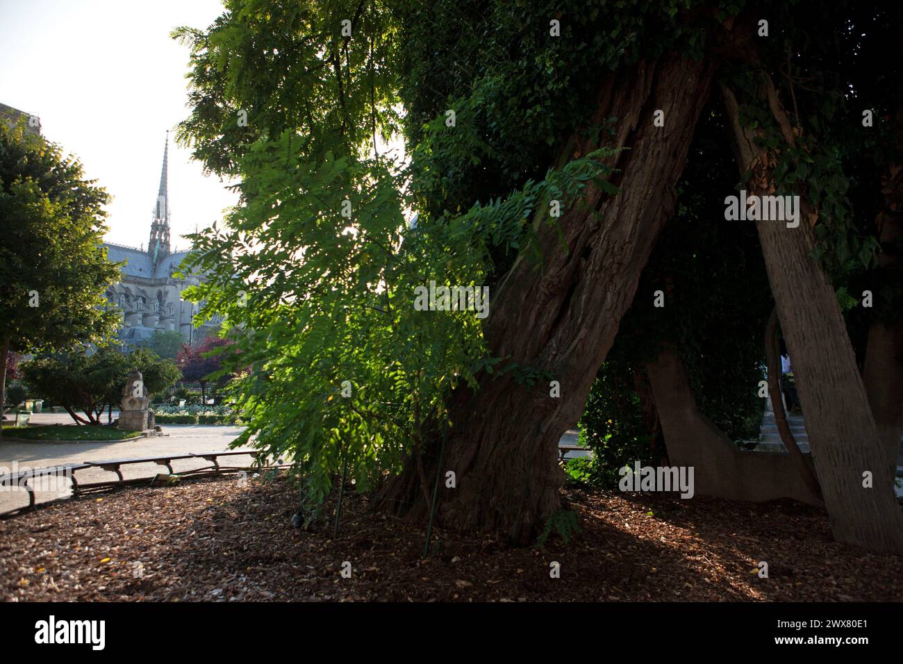 Paris, square rene viviani, in front of Notre Dame de Paris, oldest ...