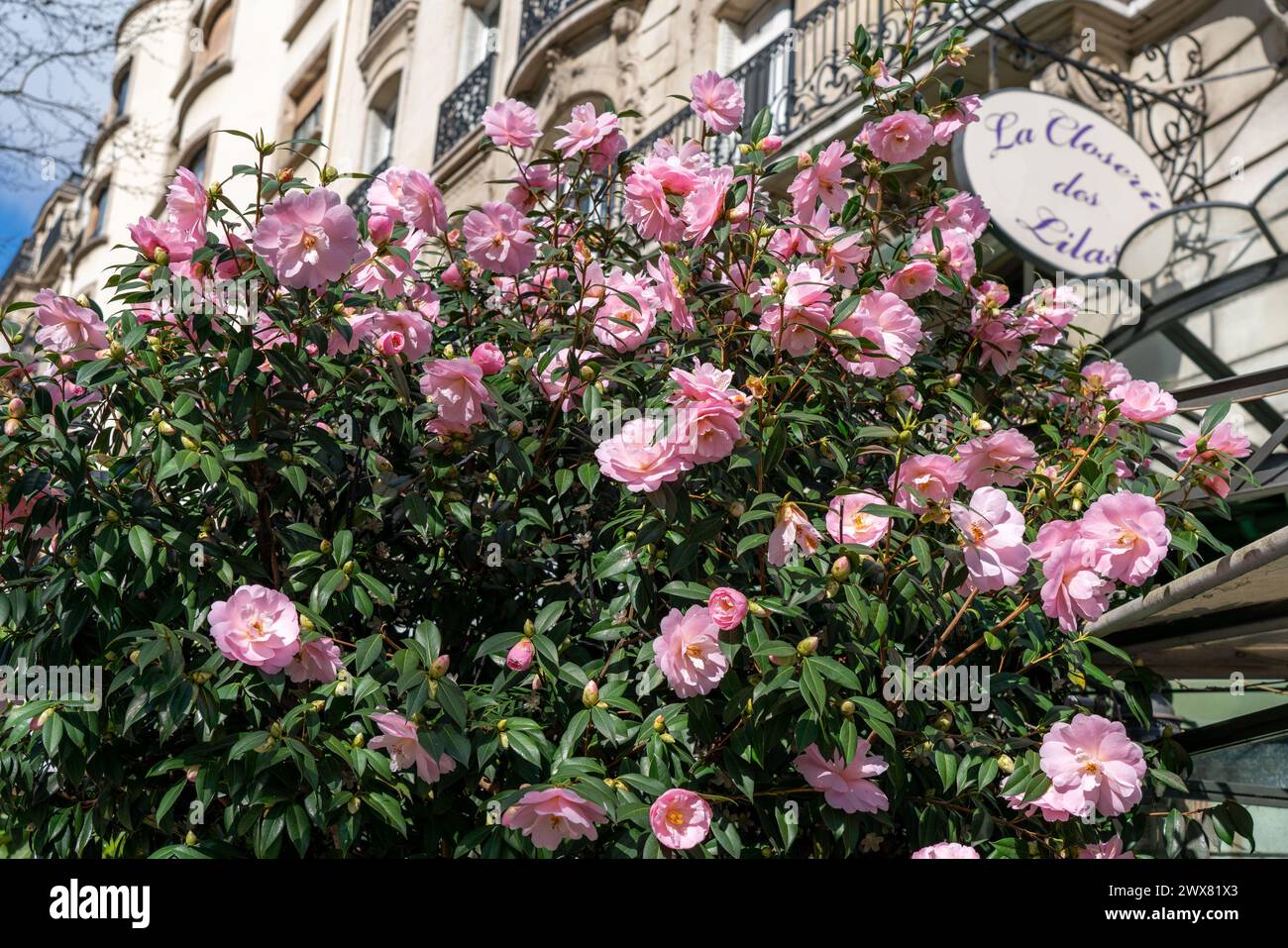 Lilas flowers hi-res stock photography and images - Alamy