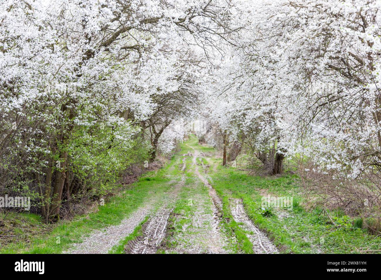 Chery blossom hi-res stock photography and images - Alamy