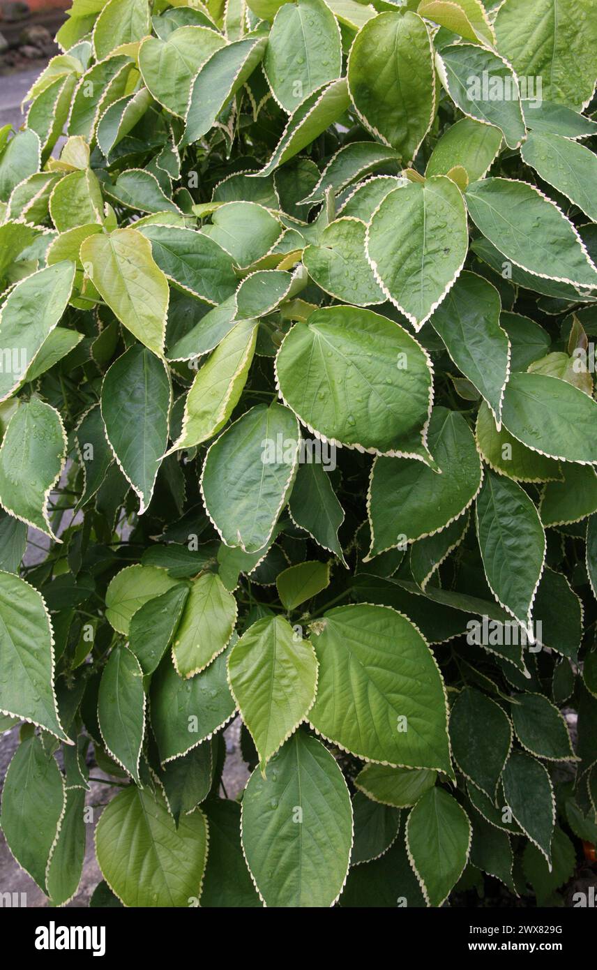 Attractive shrub with white edged leaves in a Costa Rican street. Costa ...