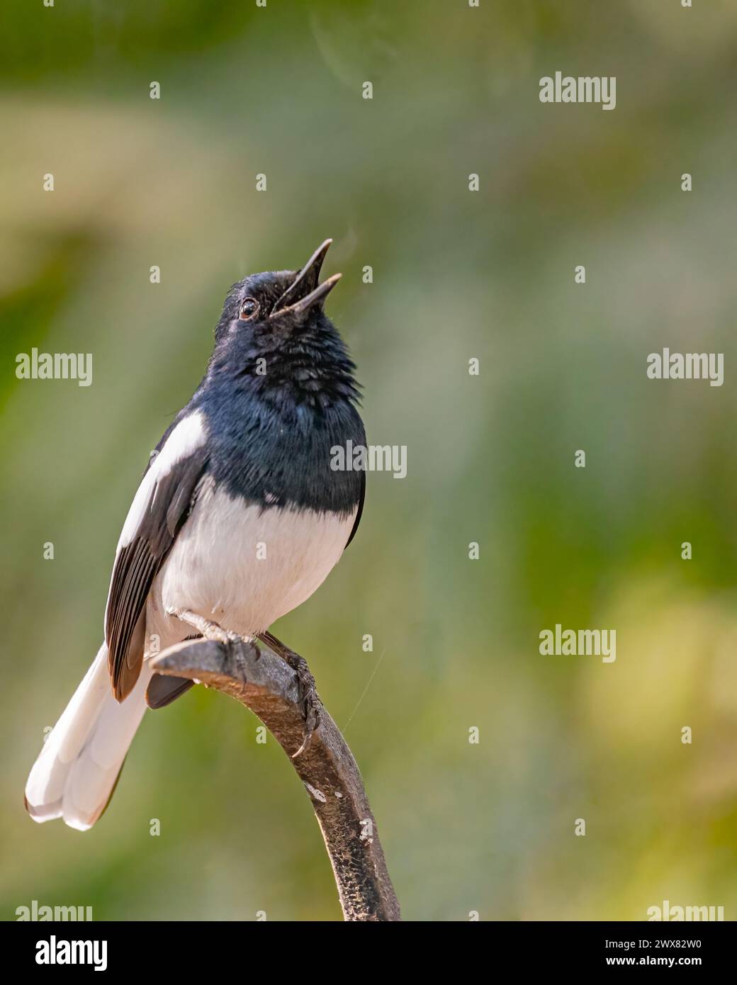 Pica pica magpie female hi-res stock photography and images - Alamy