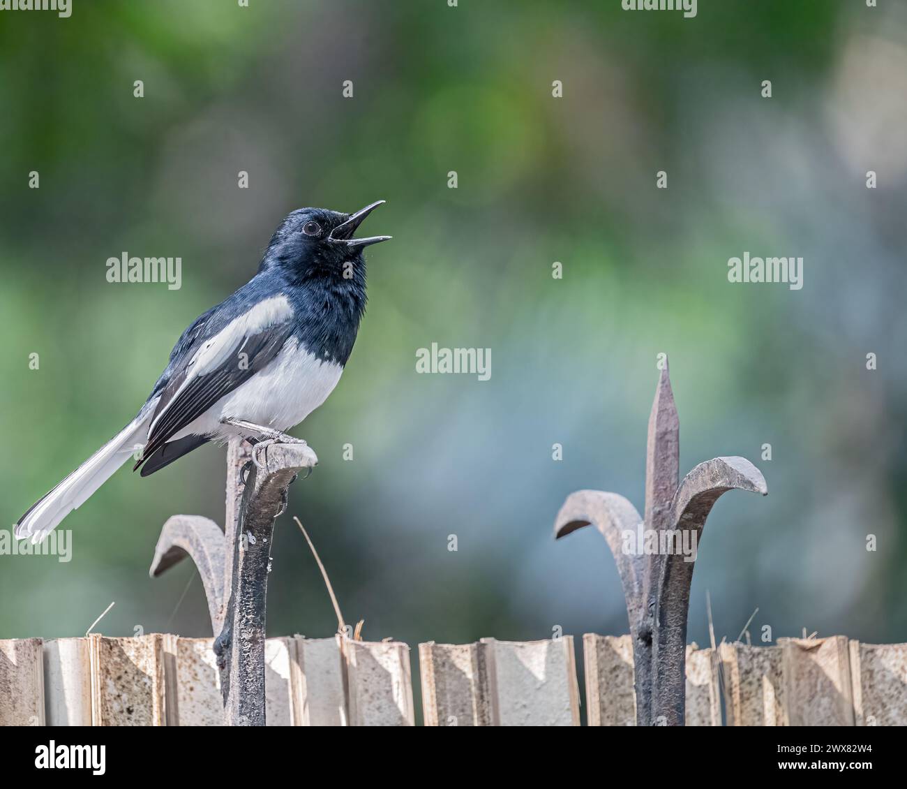 Pica pica magpie female hi-res stock photography and images - Alamy