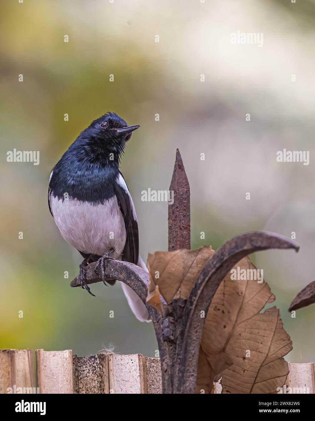 Pica pica magpie female hi-res stock photography and images - Alamy