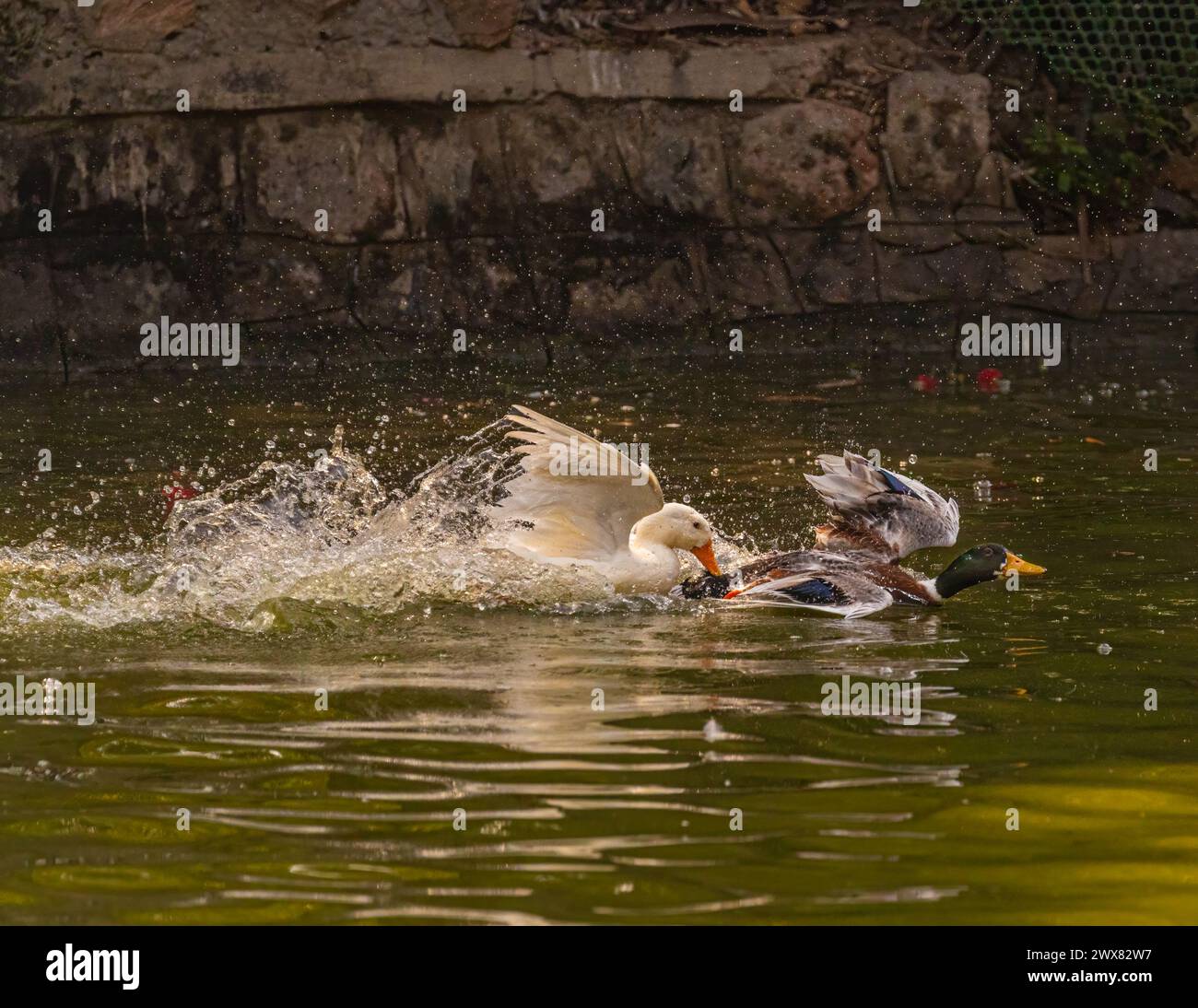 Mallard mating season hi-res stock photography and images - Alamy