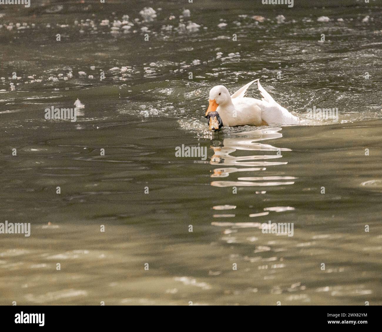 Ducks mating hi-res stock photography and images - Alamy