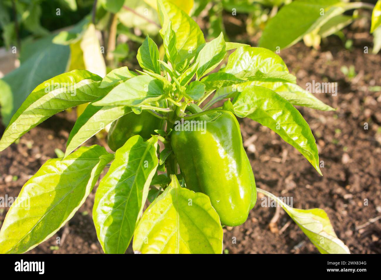 Organic sweet pepper glasshouse crop hi-res stock photography and ...