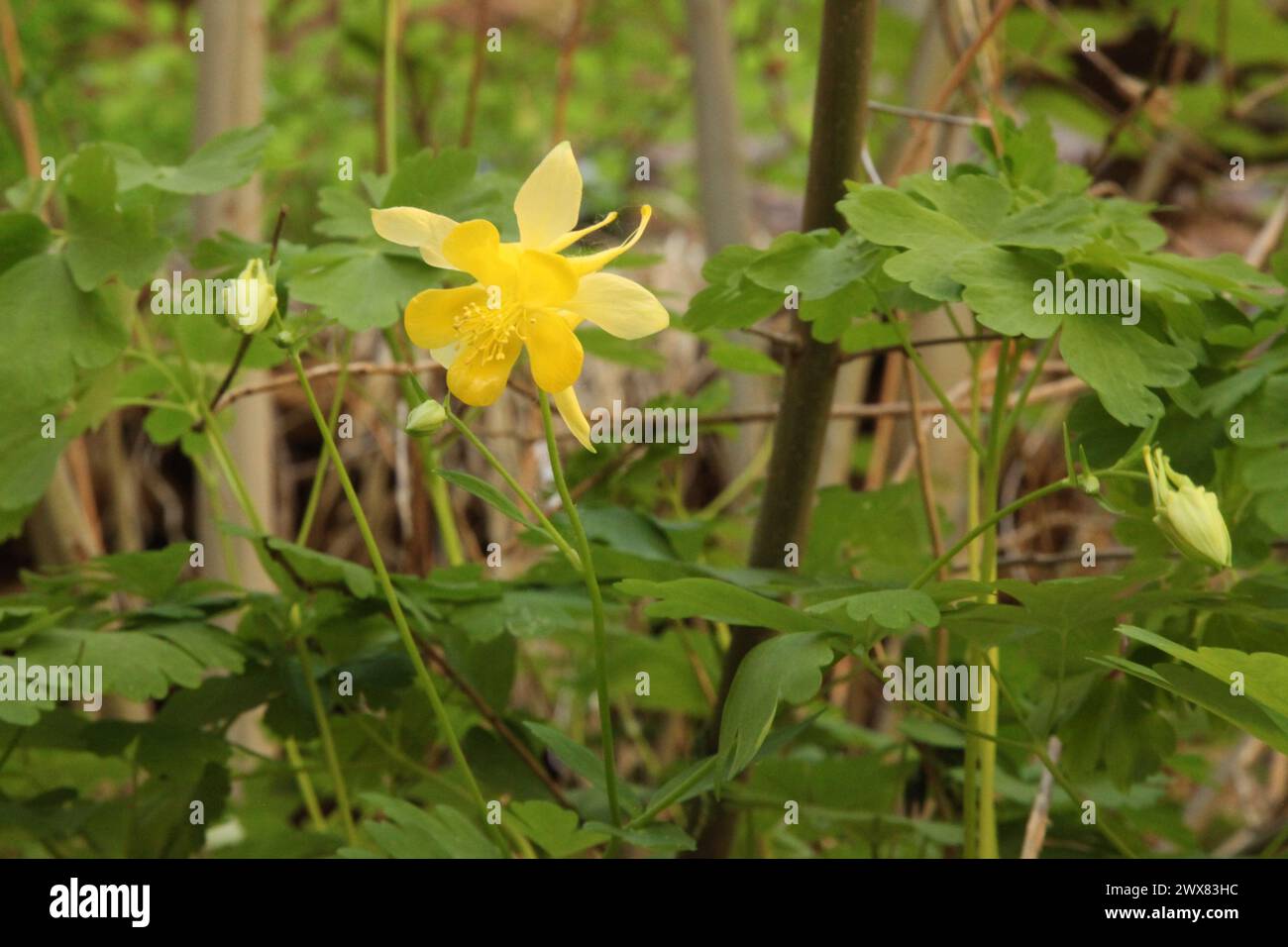 Golden Columbine (Aquilegia chrysantha) yellow wildflower in Zion ...