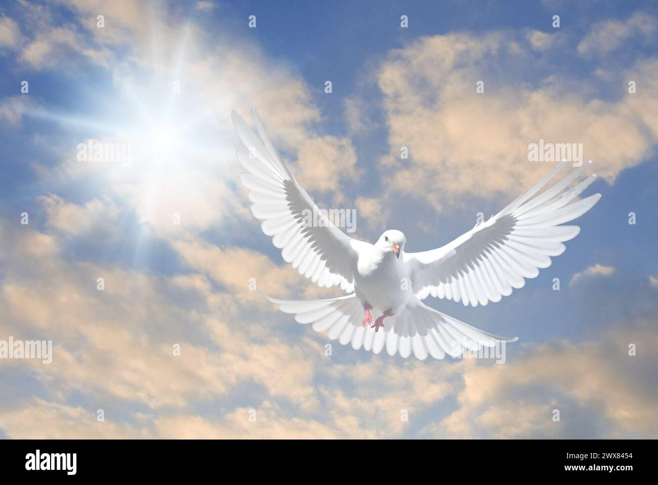 white dove of peace and love with divine rays of light Stock Photo - Alamy