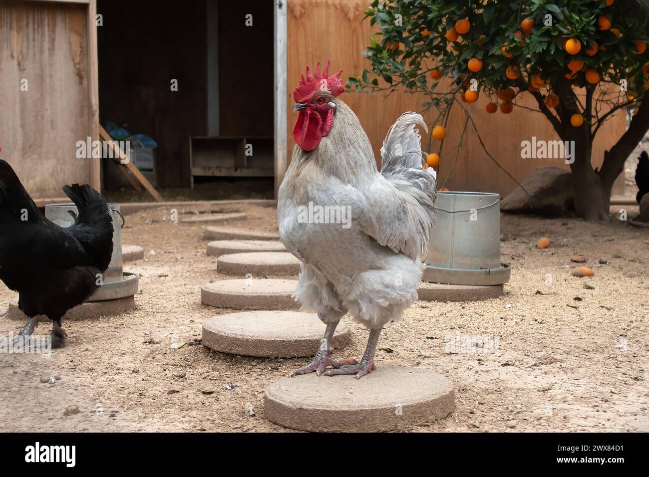 Stepping farm hi-res stock photography and images - Alamy