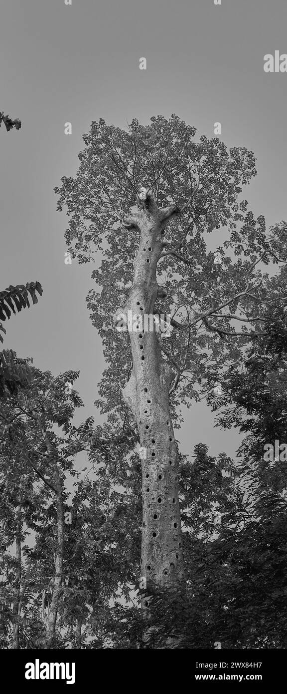 Hollow of a tree Black and White Stock Photos & Images - Alamy