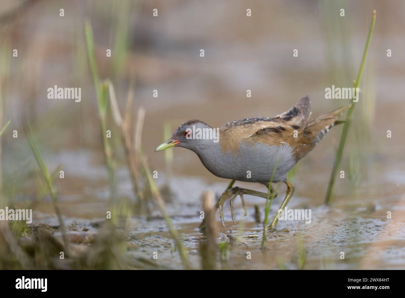 The little crake (Zapornia parva) waterbird of the family Rallidae in ...