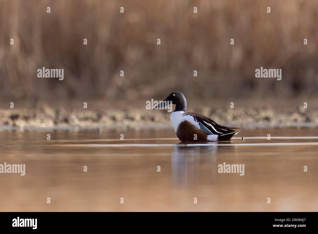 The male northern shoveler (Spatula clypeata), or northern shoveller ...