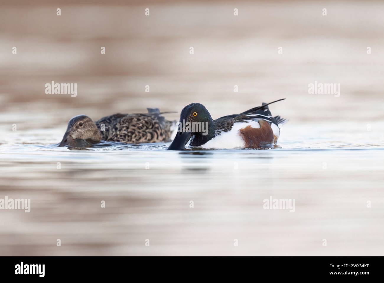 The male northern shoveler (Spatula clypeata), or northern shoveller ...