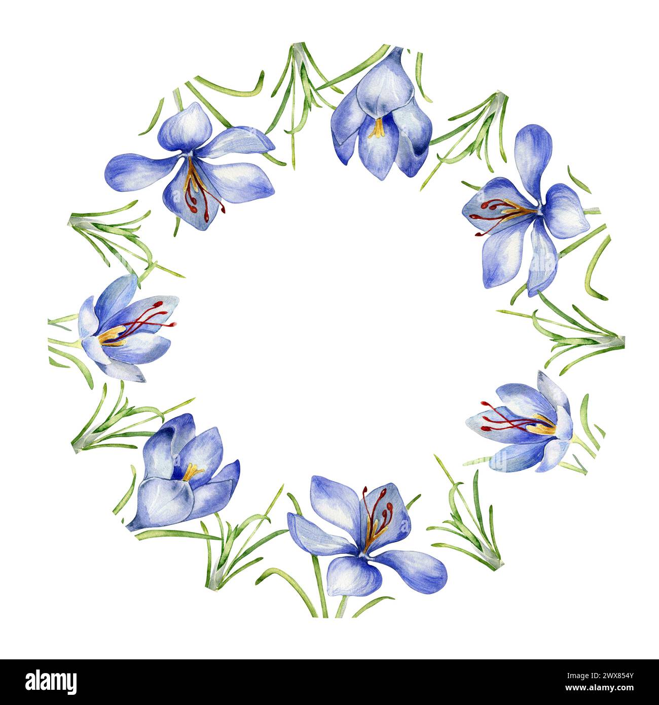 Circle frame of saffron flowers isolated on white. Blue crocus sativus ...