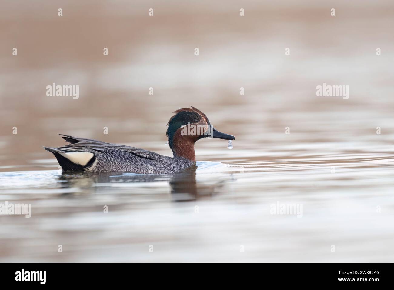 The Eurasian teal (Anas crecca), common teal, or Eurasian green winged teal, small duck Stock ...