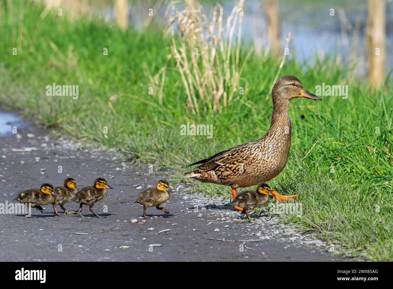 Ducklings row hi-res stock photography and images - Alamy