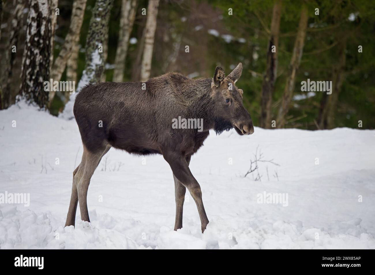 Moose / elk (Alces alces) young bull showing early growing stage with ...