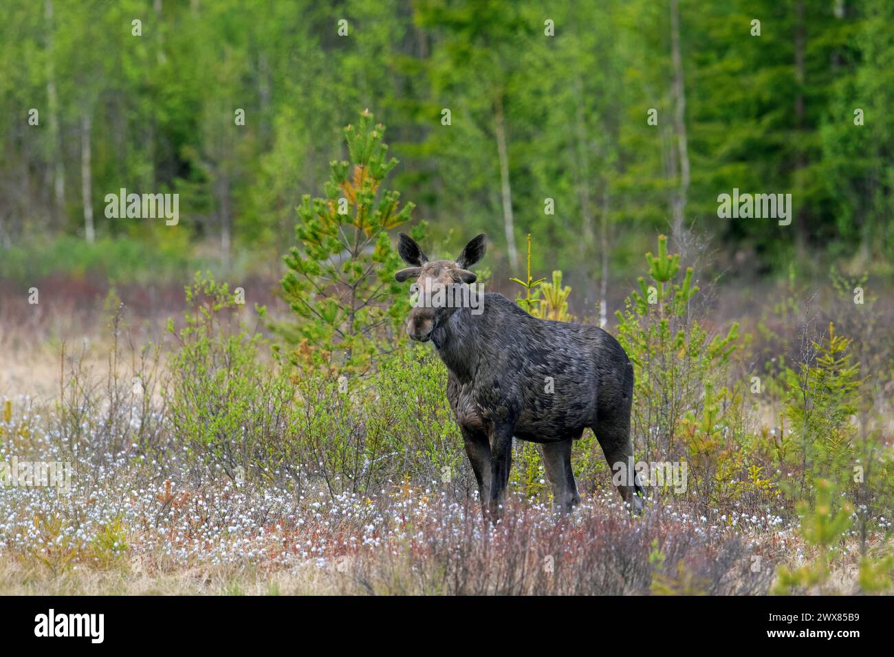 Elk in swamp hi-res stock photography and images - Alamy