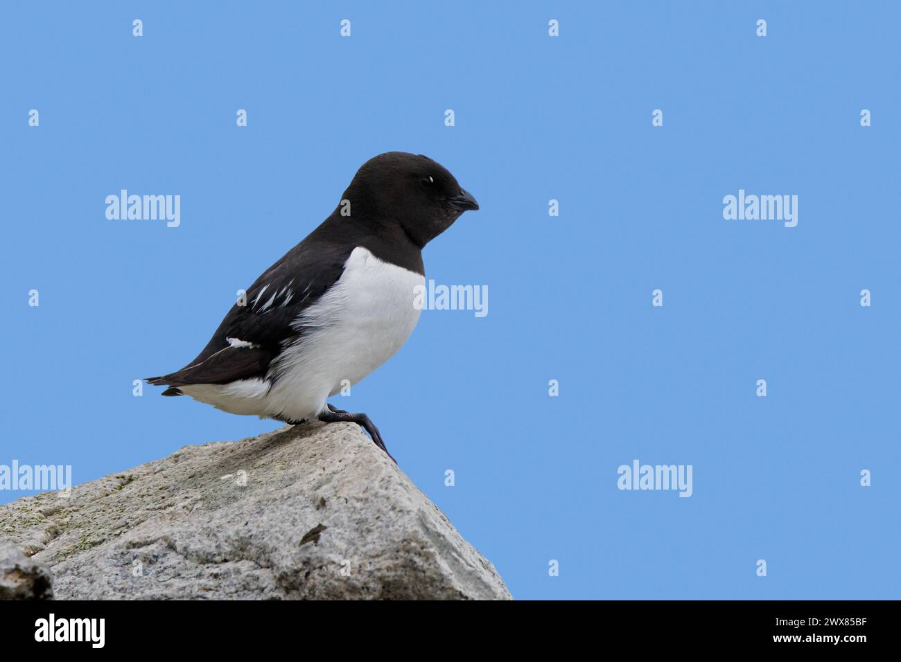 Little auk / dovekie (Alle alle) perched on rock along the Arctic Ocean ...