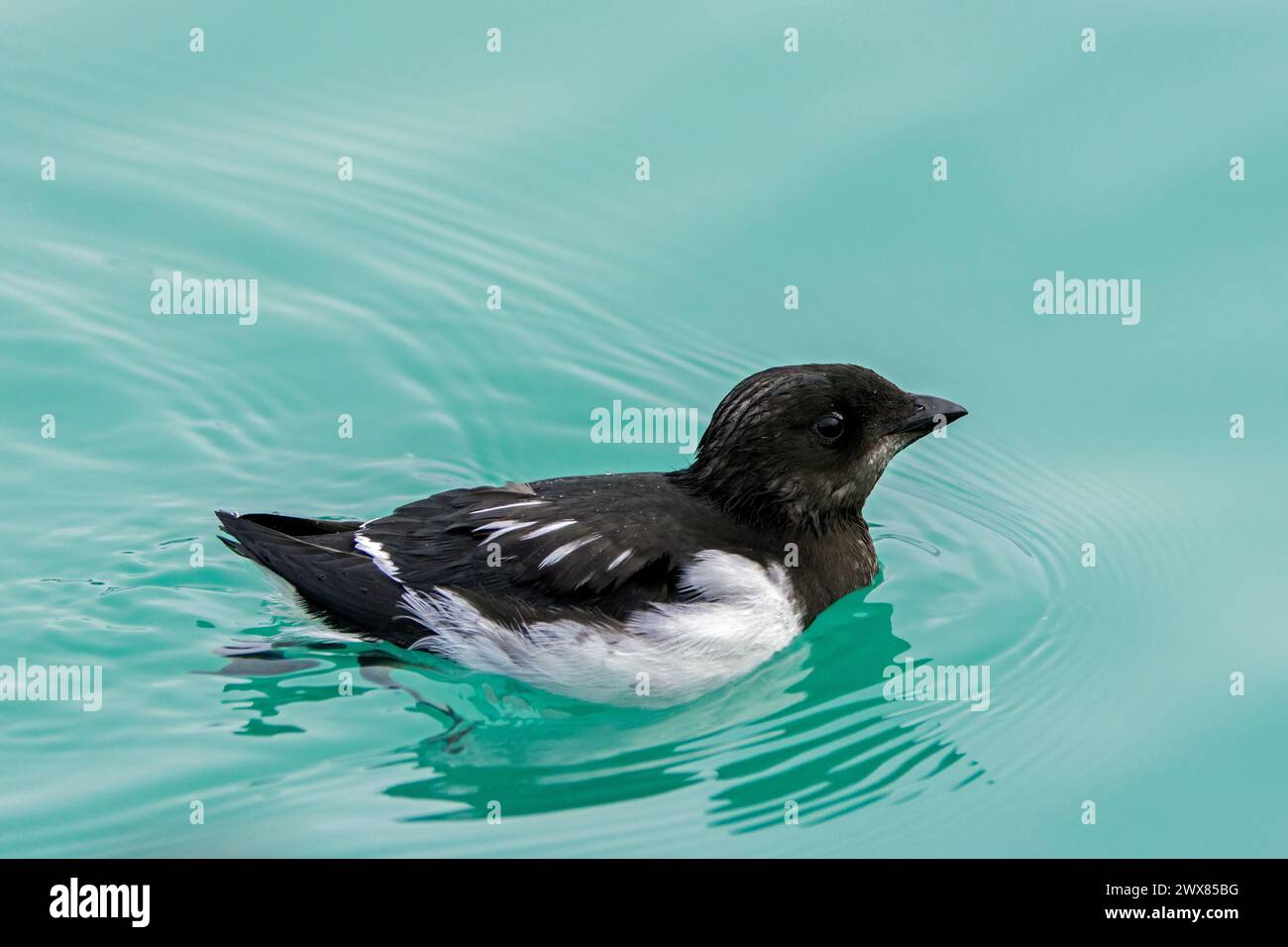 Little auk / dovekie (Alle alle) swimming in the Arctic Ocean, Svalbard ...