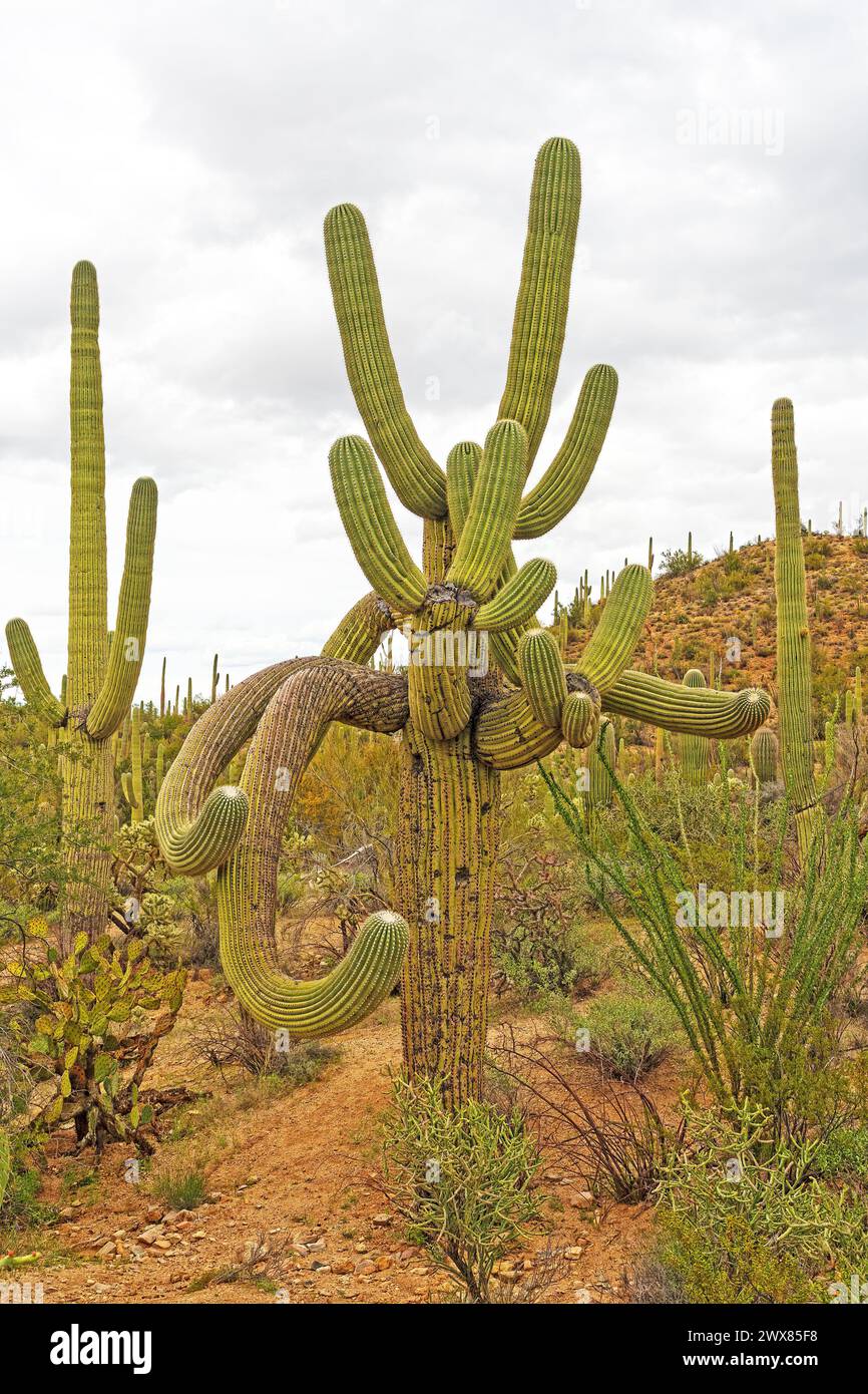 Twisted, Many Armed Saguaro in the Desert in Saguaro National Park in ...