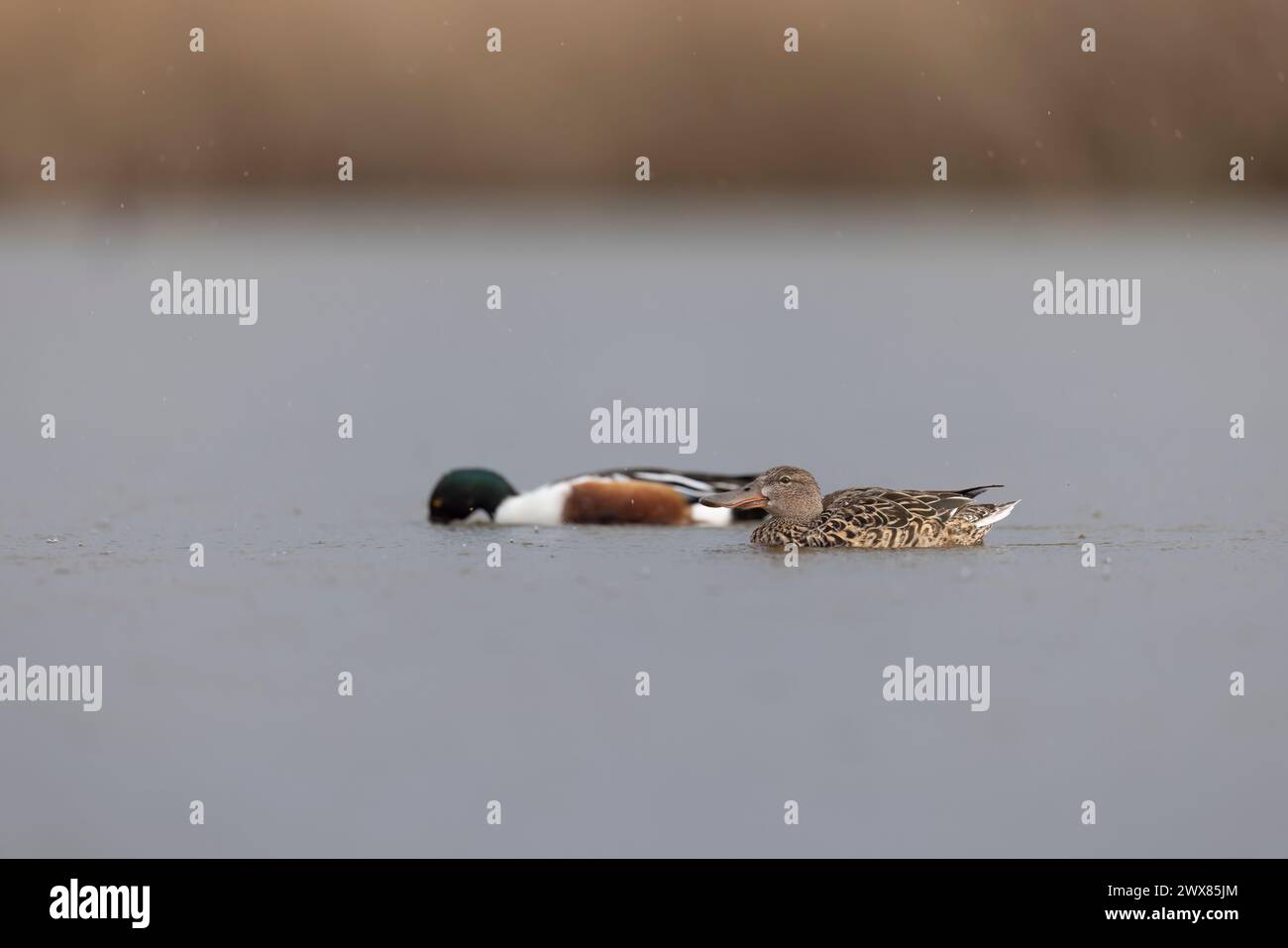 The female northern shoveler (Spatula clypeata), or northern shoveller ...