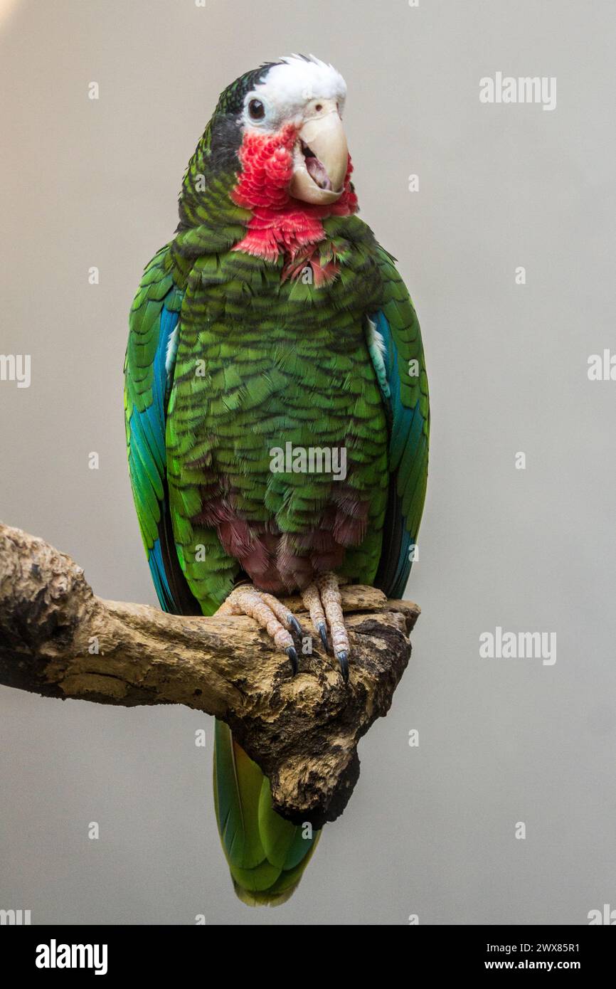 Amazon Kuba (Amazona leucocephala) perching on a tree branch Stock ...
