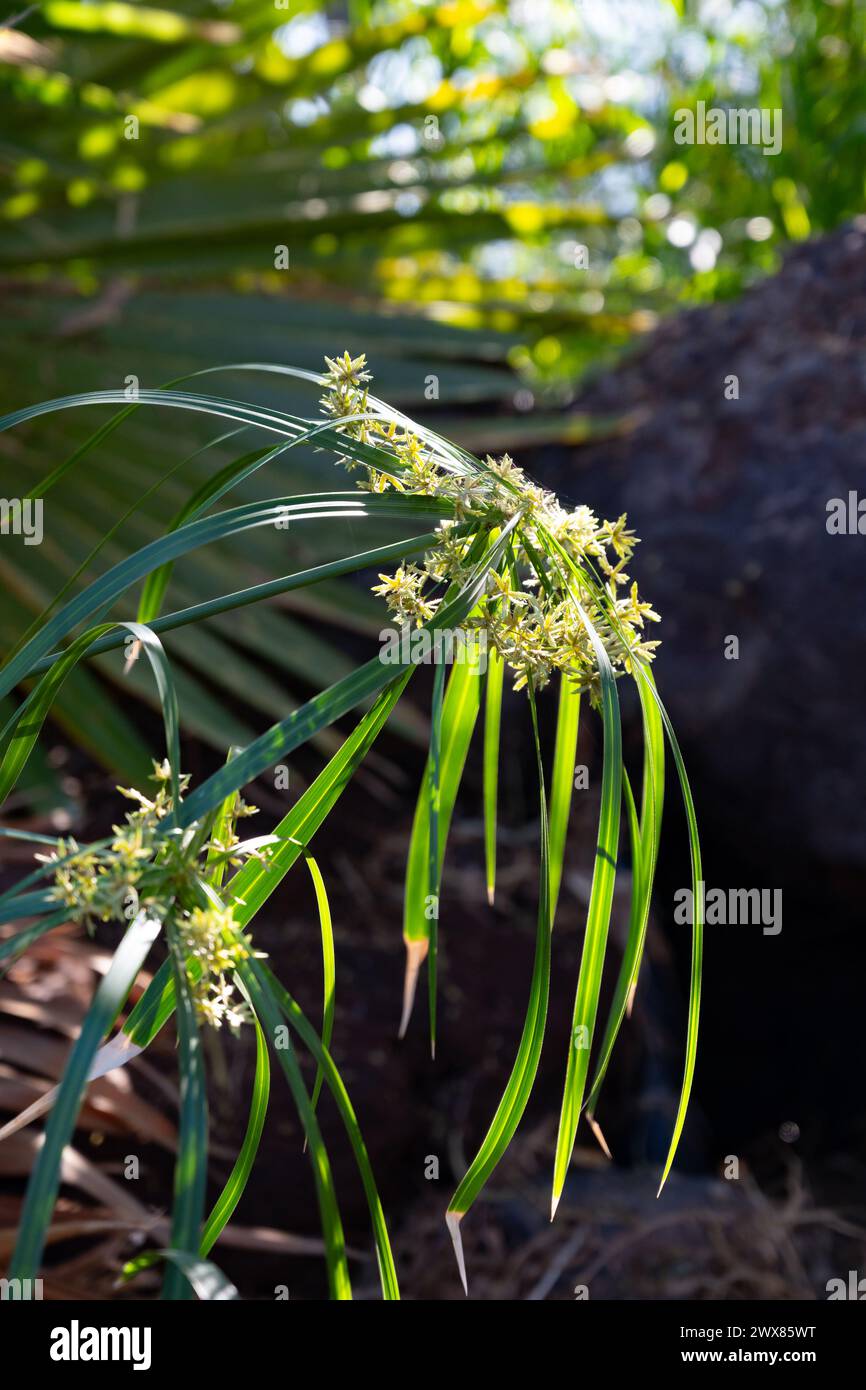 Ancient flora, green papyrus plant growing in pond water Stock Photo ...