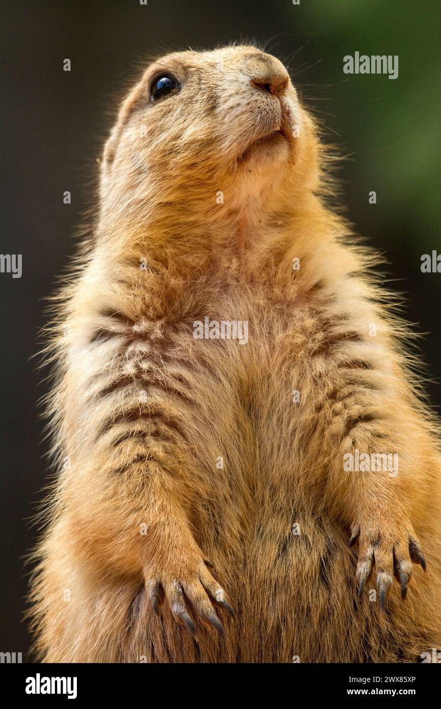 The Mexican prairie dog (Cynomys mexicanus) is a diurnal burrowing ...